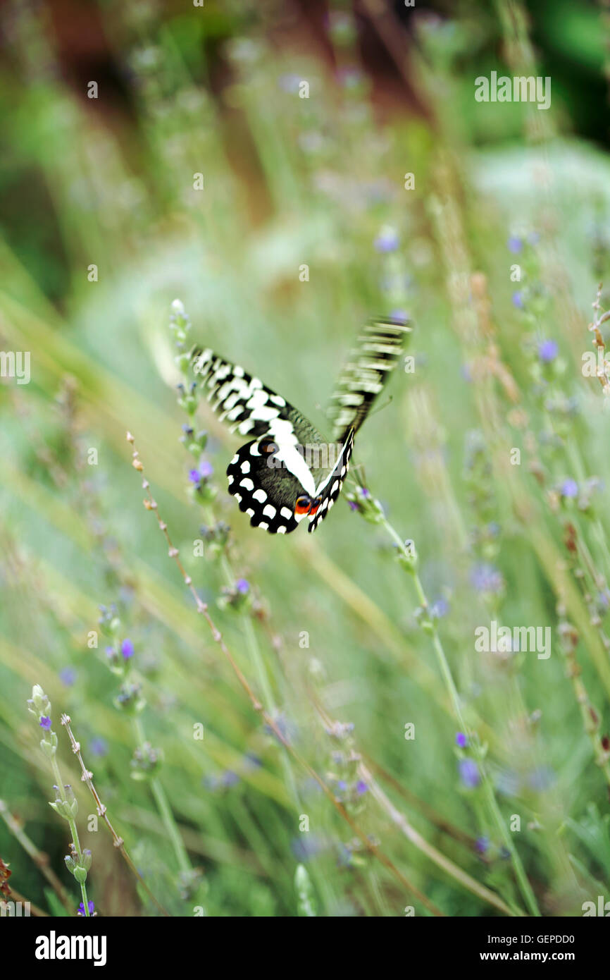 Butterfly flying motion hi-res stock photography and images - Alamy