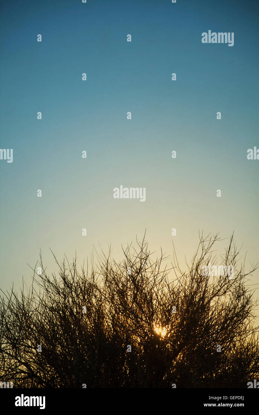 Sun Through Bush Stock Photo - Alamy