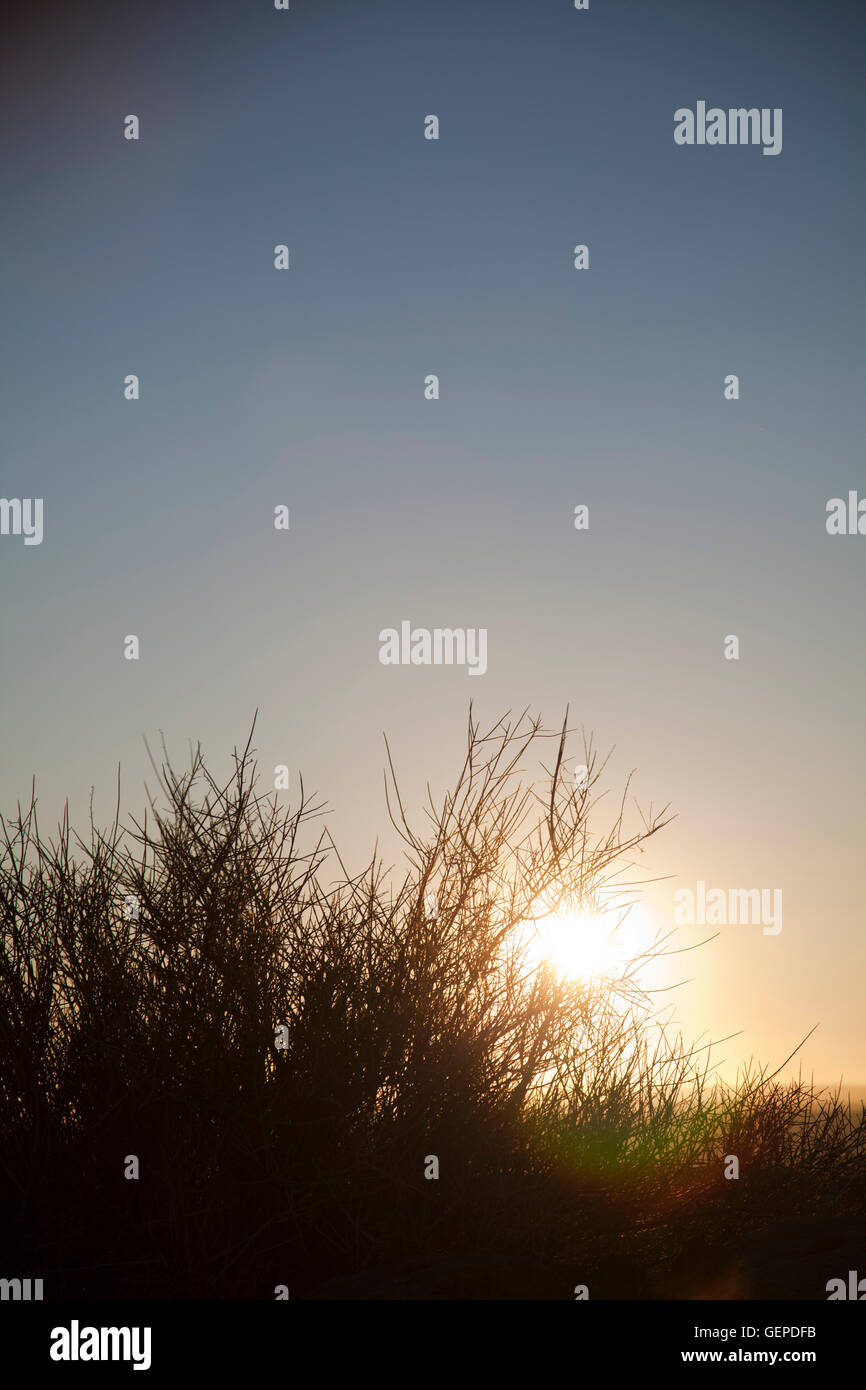 Sun Through Bush Stock Photo - Alamy