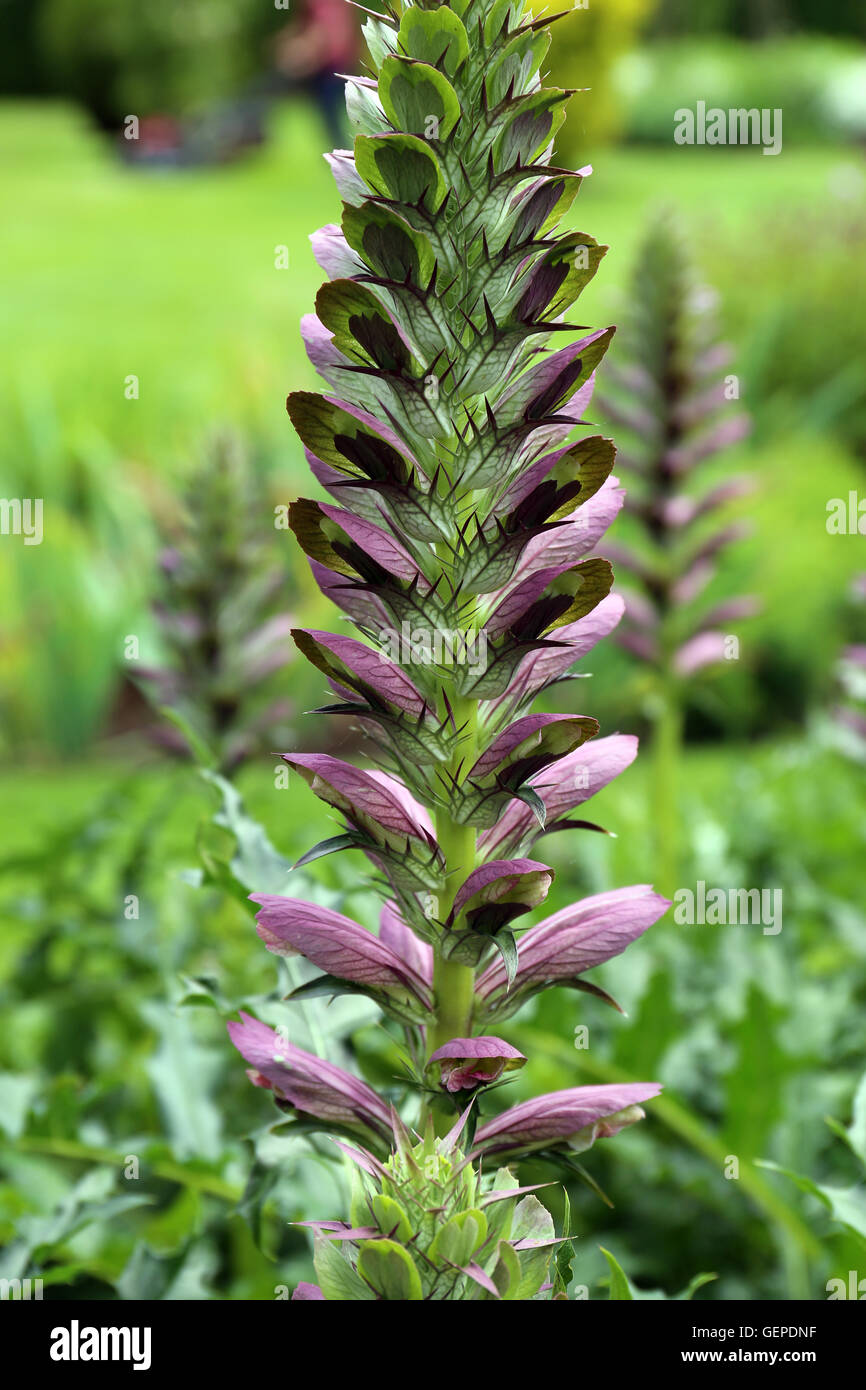 Balcanicus hi-res stock photography and images - Alamy