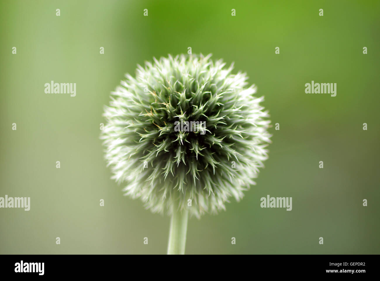 Echinops sphaerocephalus globe thistle Stock Photo - Alamy