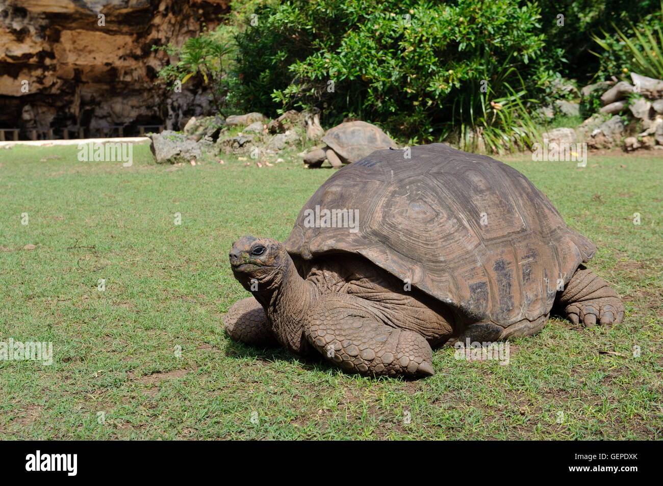 Mauritius giant tortoises hi-res stock photography and images - Alamy