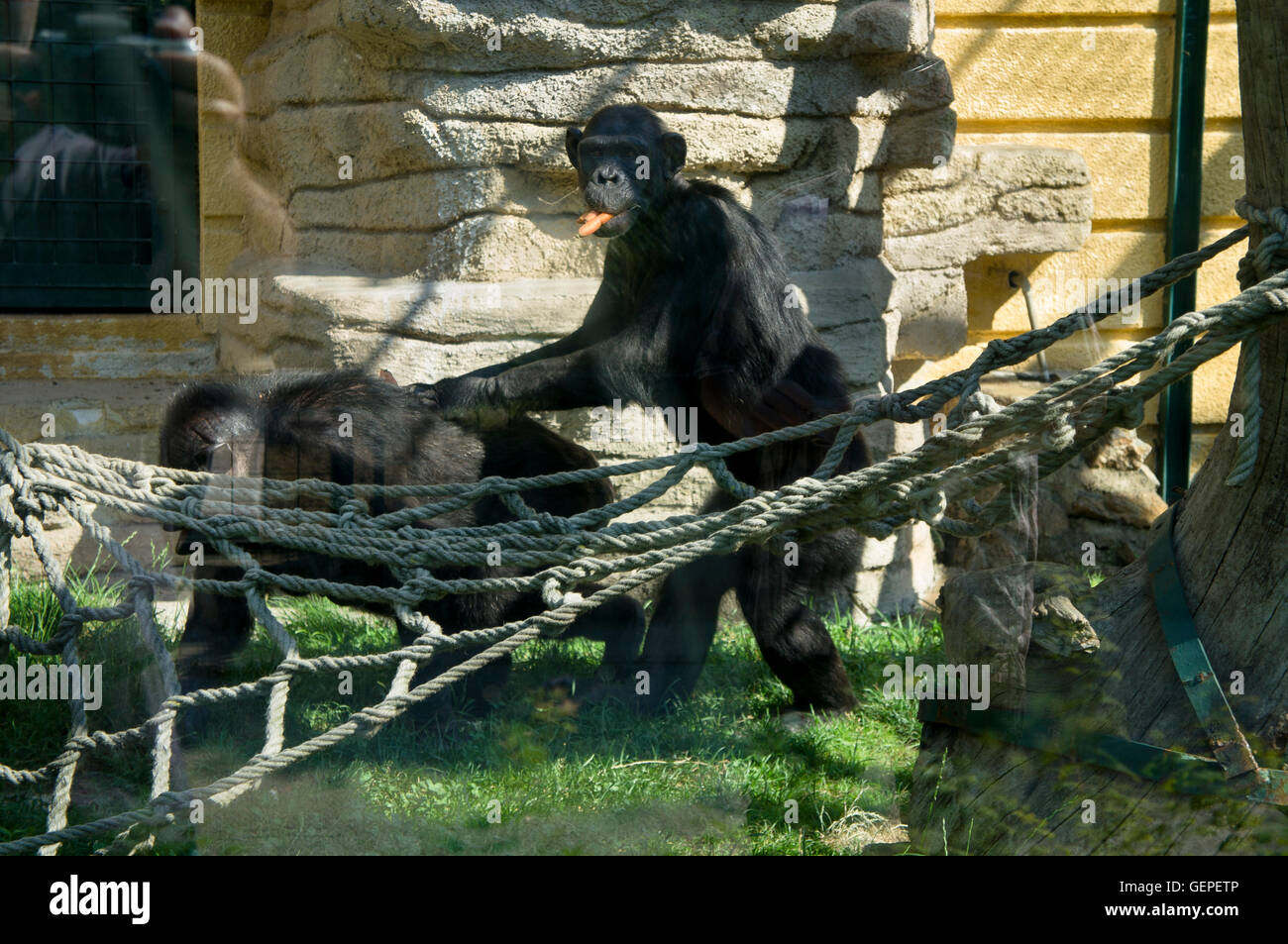Zagreb Zoo, Common Chimpanzee, Chimp, Pan troglodytes Stock Photo - Alamy