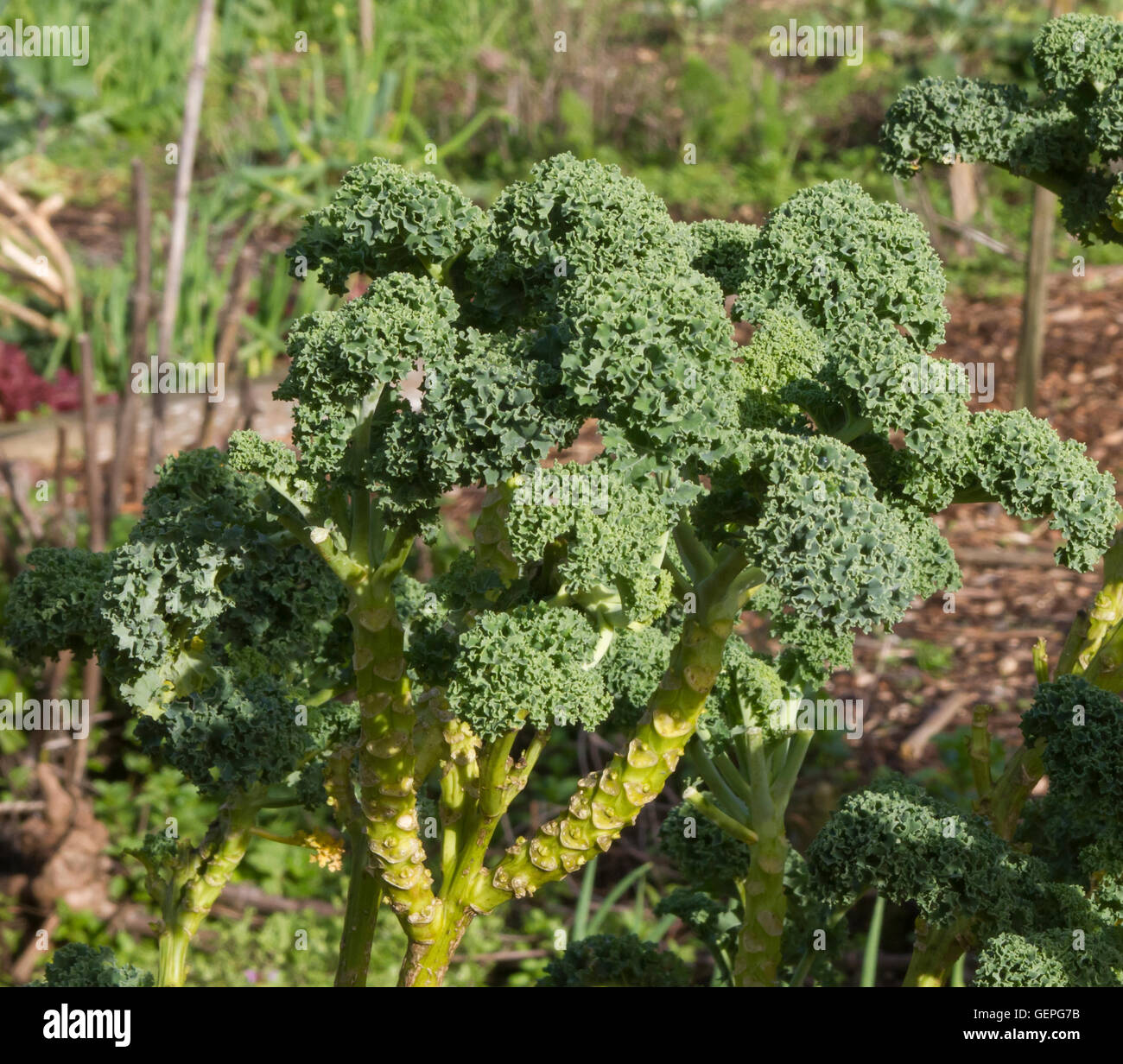 Kale cultivar hi-res stock photography and images - Alamy