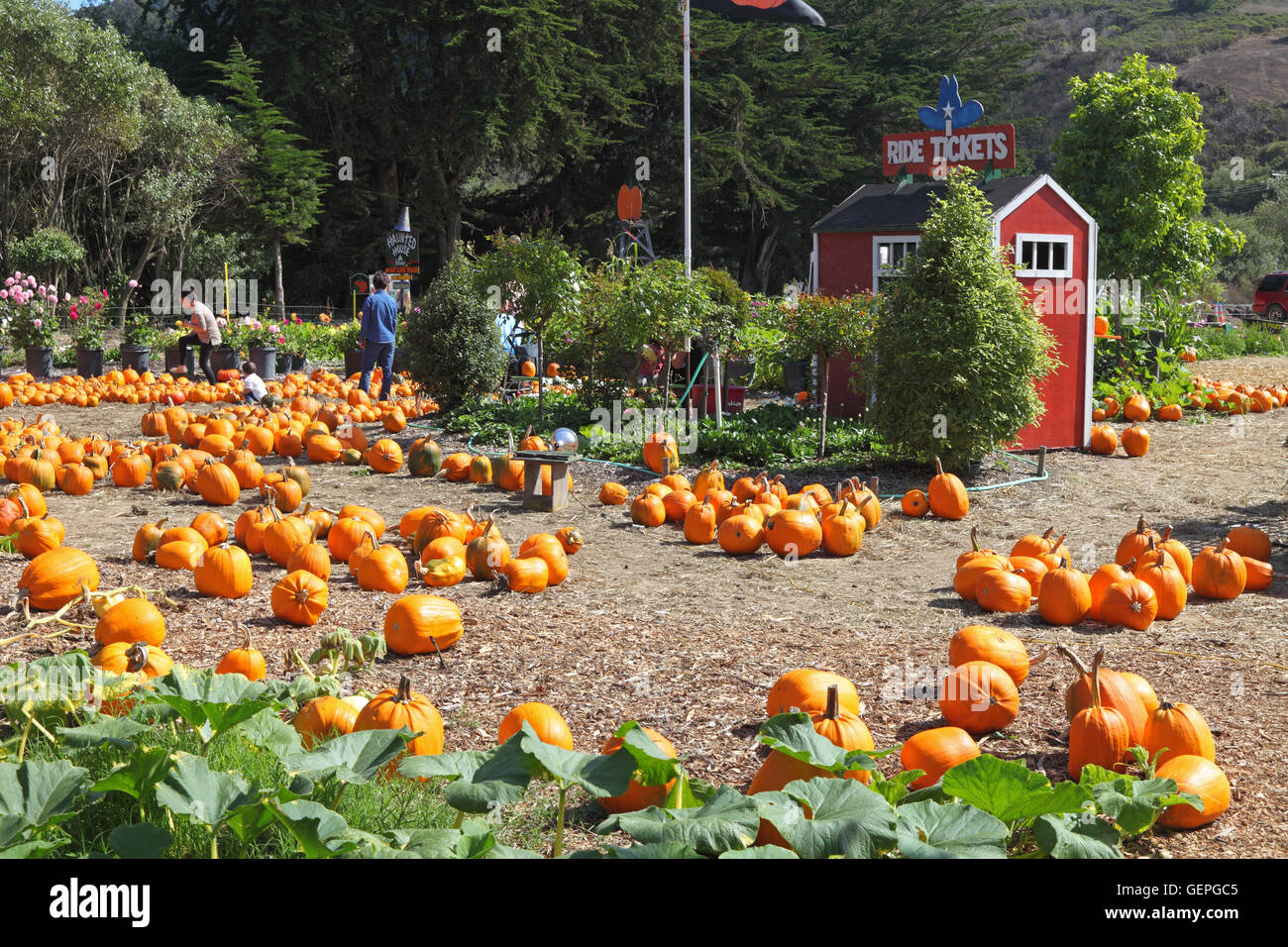 geography / travel, USA, California, Half Moon Bay, Pumpkin Patch ...