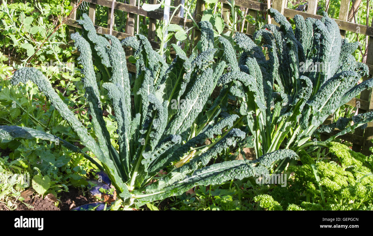 Kale veggies in a garden Stock Photo - Alamy
