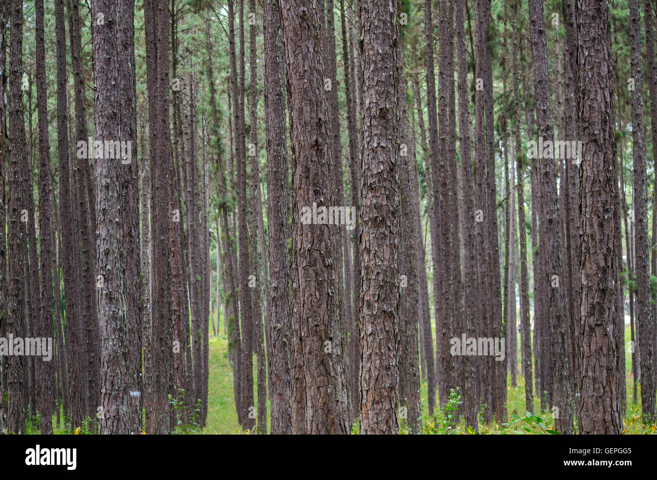 View of pine tree in the Forest Stock Photo - Alamy