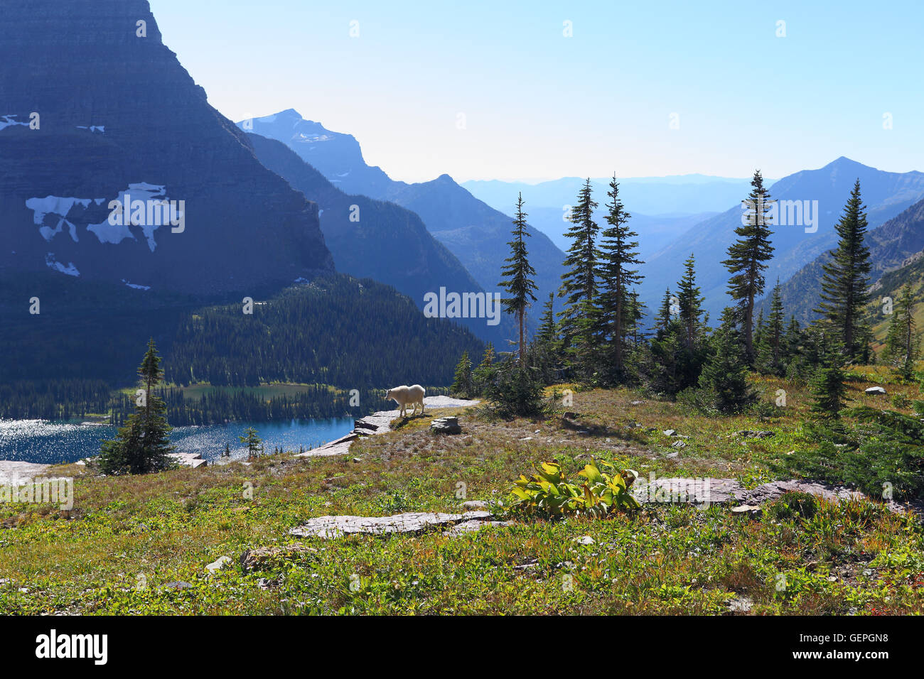 geography / travel, USA, Montana, Mountain Goats (Bergziegen), Hidden ...