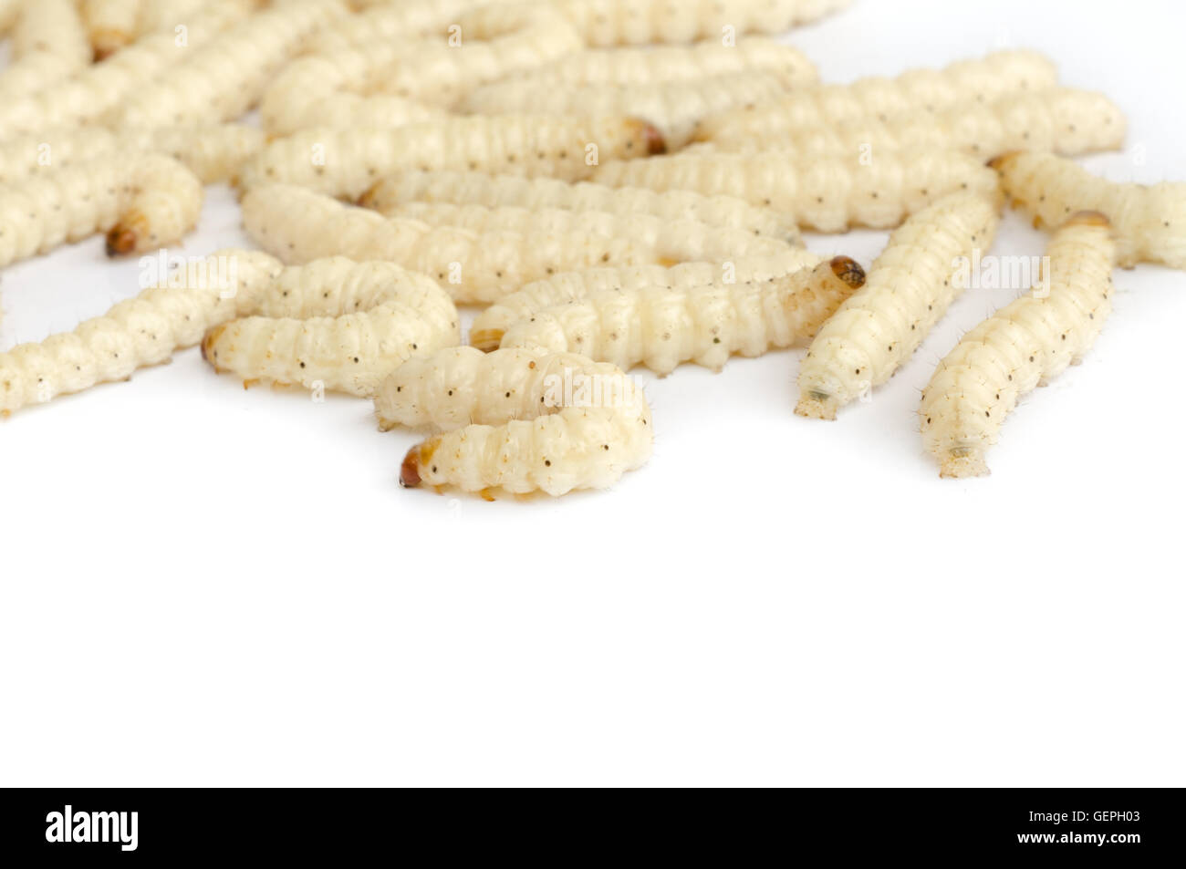 Bamboo worm ,Chrysalis or bamboo insect on white background Stock Photo ...