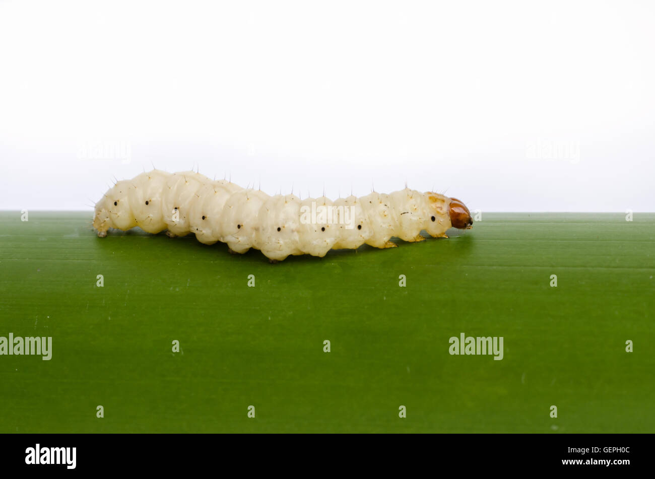 Maggot chrysalis hi-res stock photography and images - Alamy