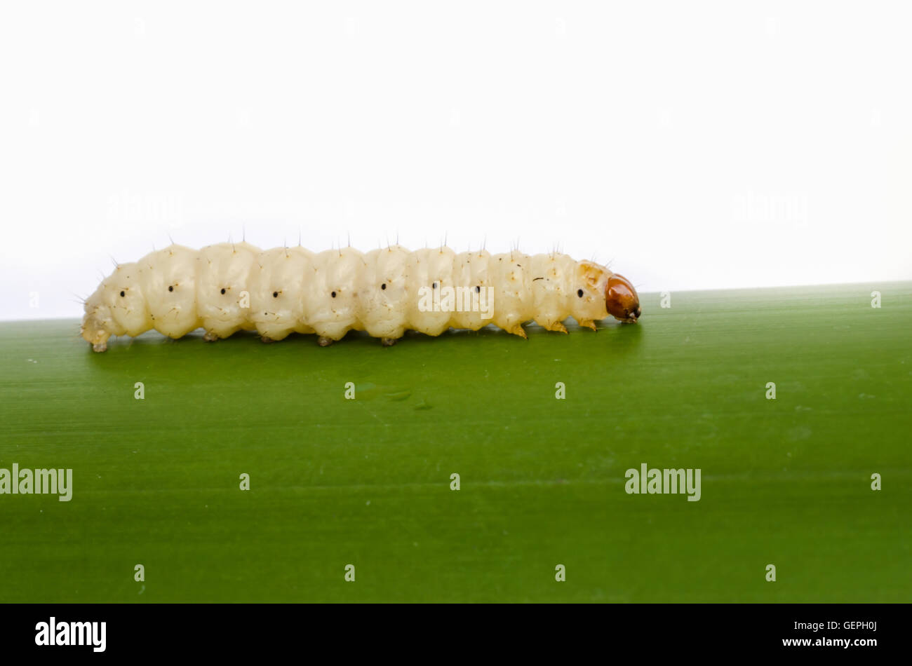 Bamboo worm ,Chrysalis or bamboo insect on white background Stock Photo ...