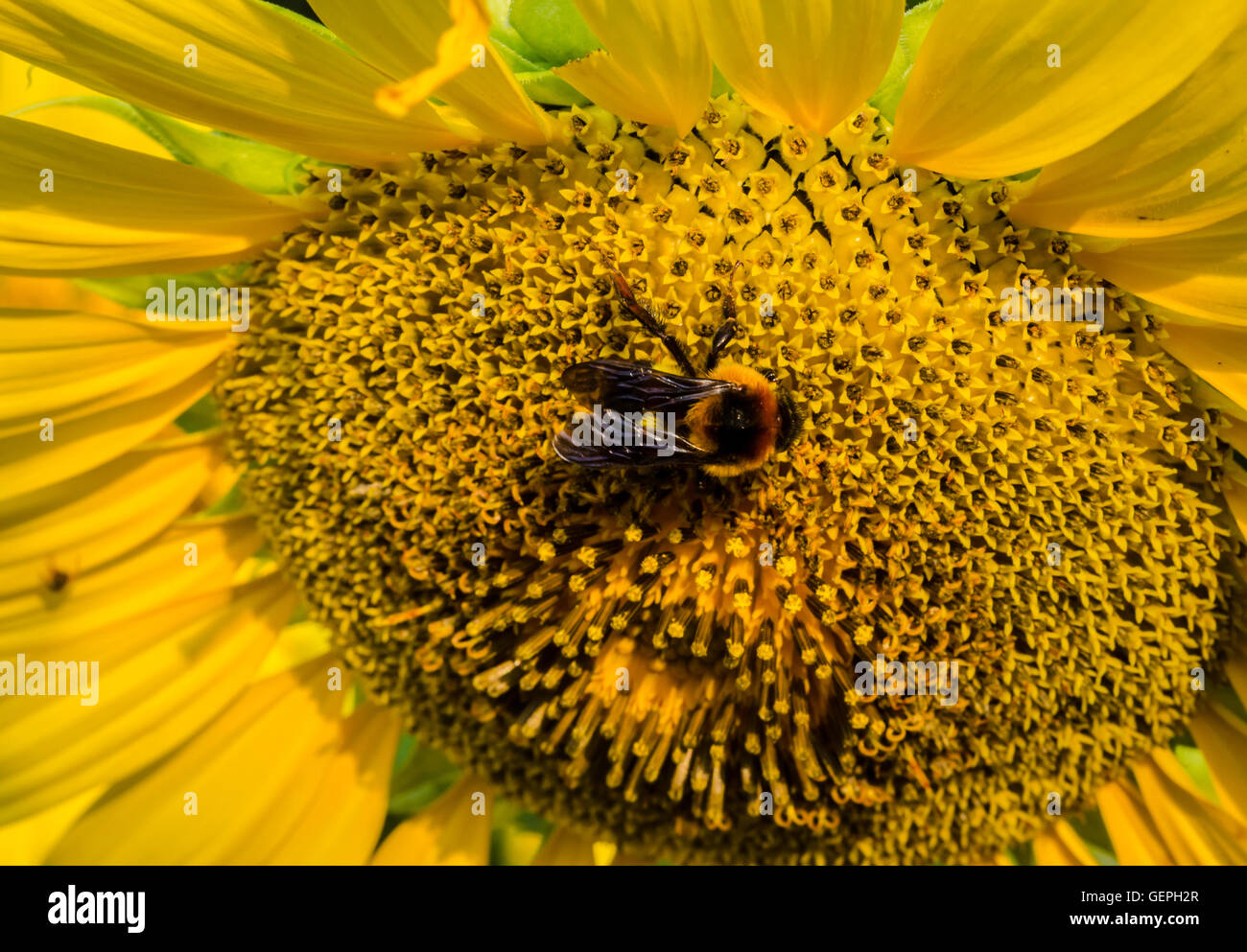 Close-up of Honey Bee in sun flower on sun flower field Stock Photo - Alamy