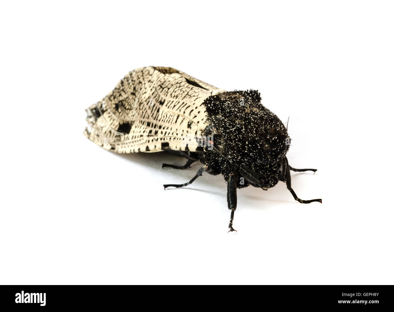 House moth isolated on a white background Stock Photo - Alamy