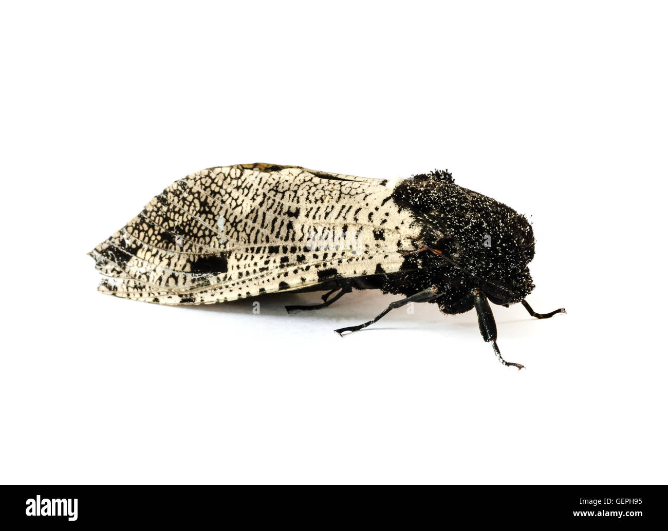 House moth isolated on a white background Stock Photo - Alamy