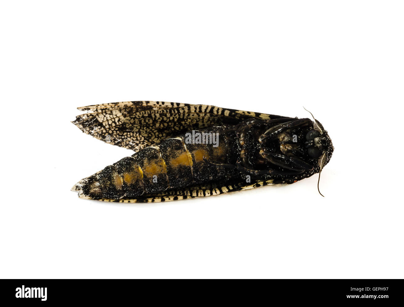 House moth isolated on a white background Stock Photo - Alamy