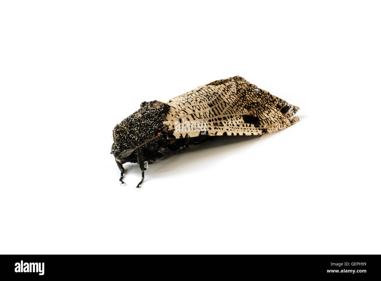 House moth isolated on a white background Stock Photo - Alamy