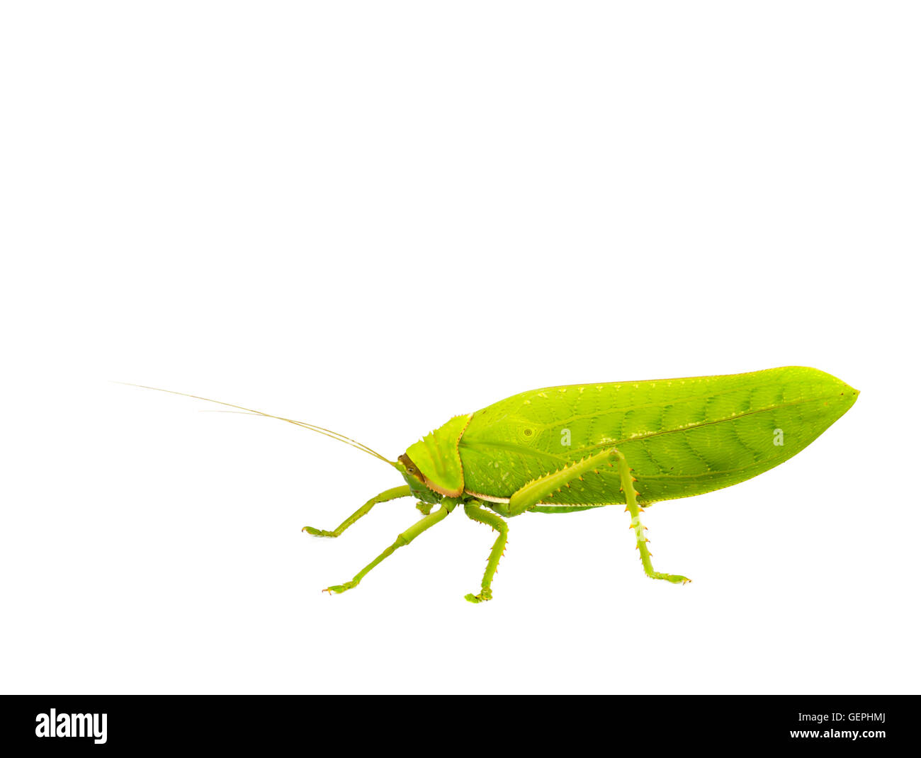 Great green grasshopper from on white background Stock Photo - Alamy