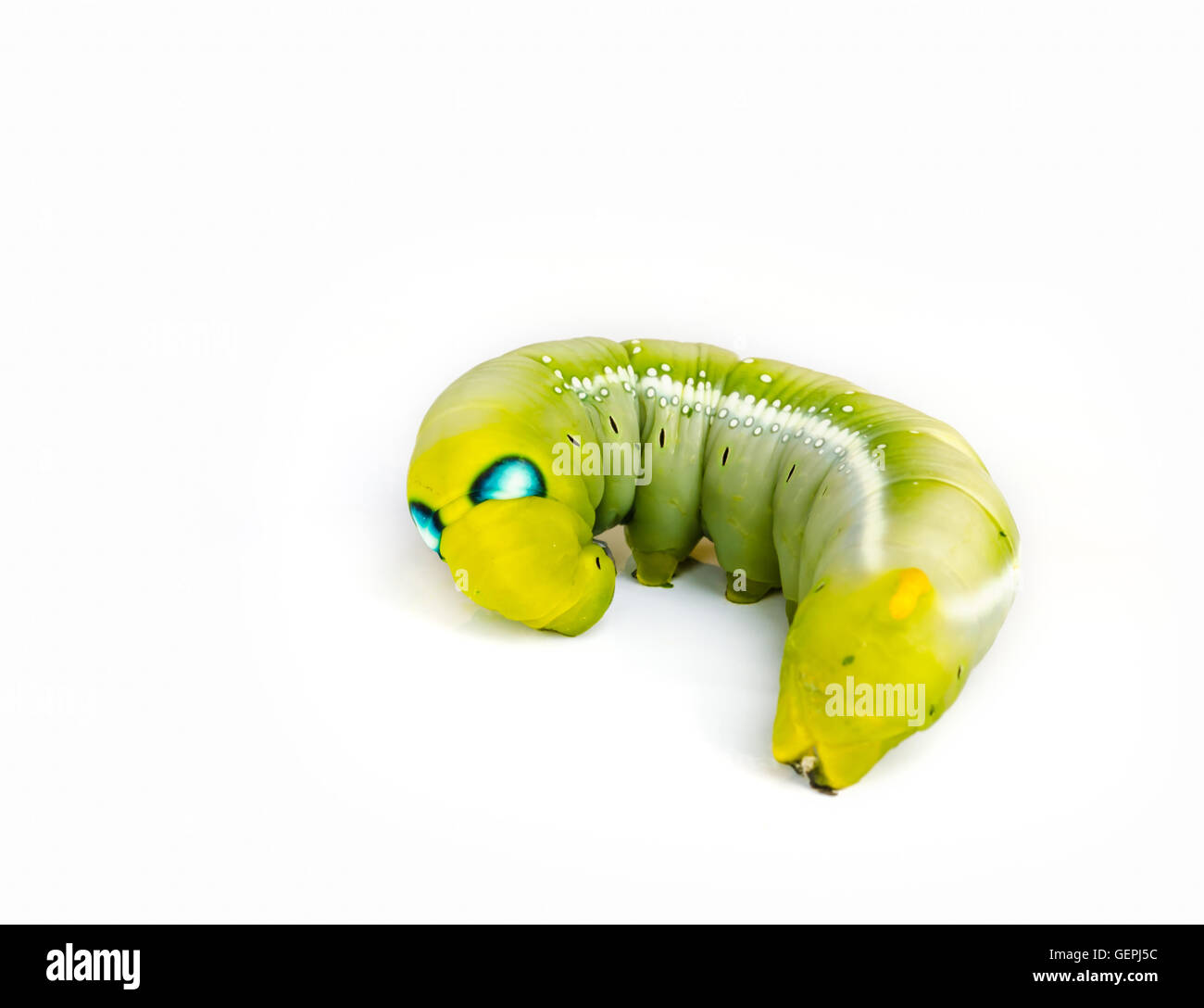 Worm the caterpillars isolated on white background Stock Photo - Alamy