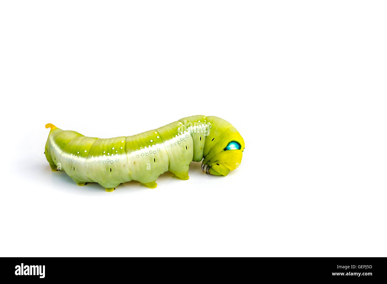 Worm the caterpillars isolated on white background Stock Photo - Alamy