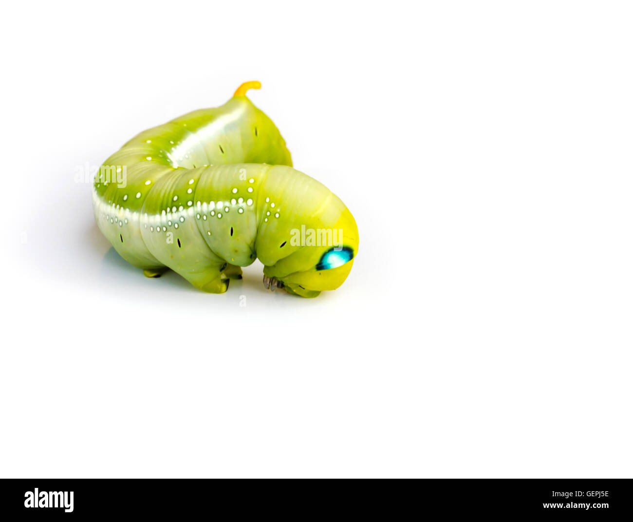 Worm the caterpillars isolated on white background Stock Photo - Alamy