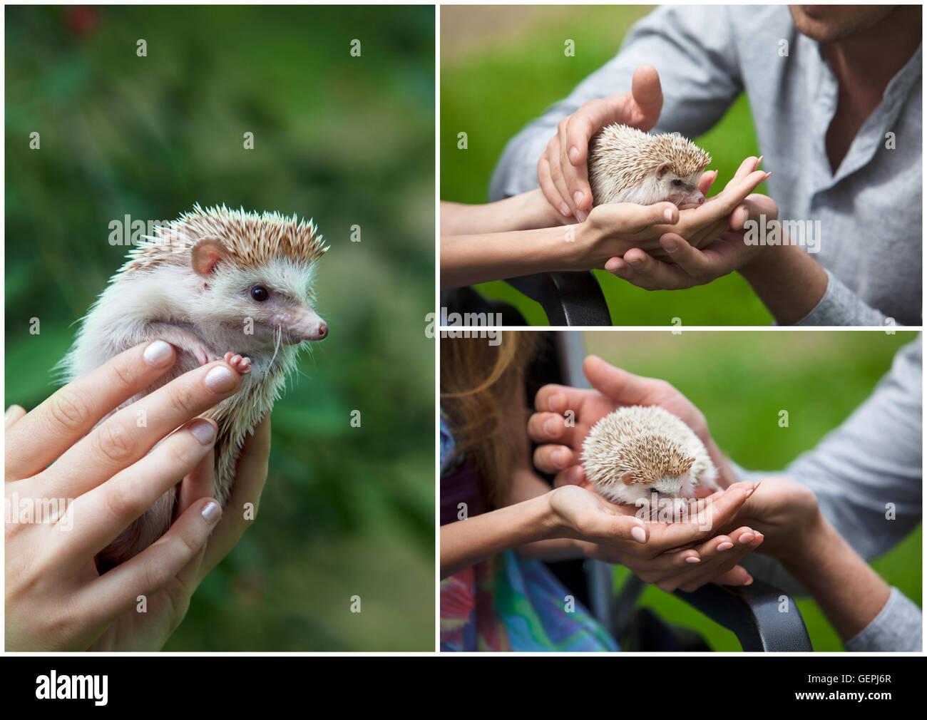 set. prickly hedgehog in the hands of people Stock Photo - Alamy
