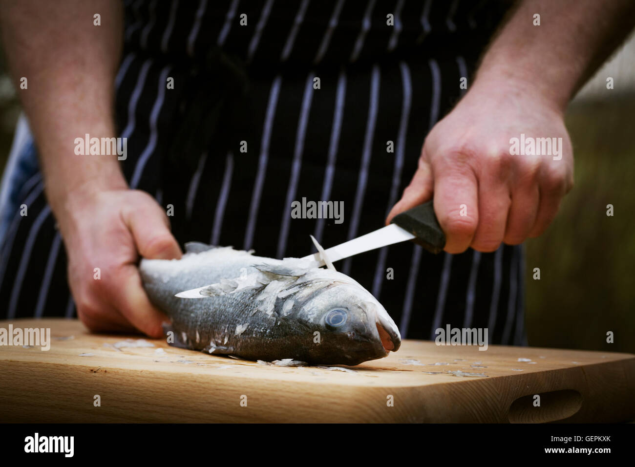 Scaling knife hi-res stock photography and images - Alamy