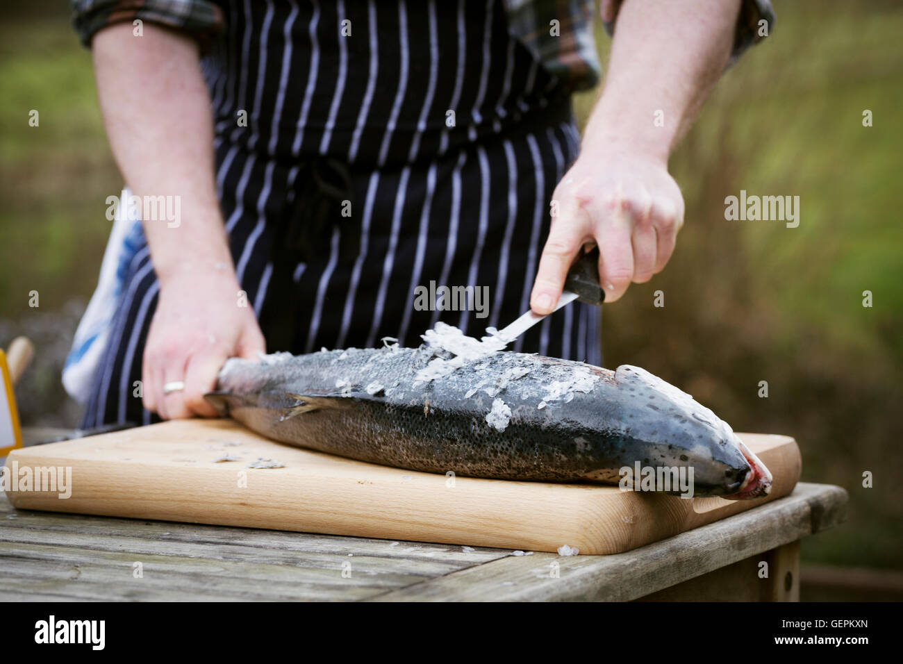 How to clean and fillet the fish 1 hi-res stock photography and images ...