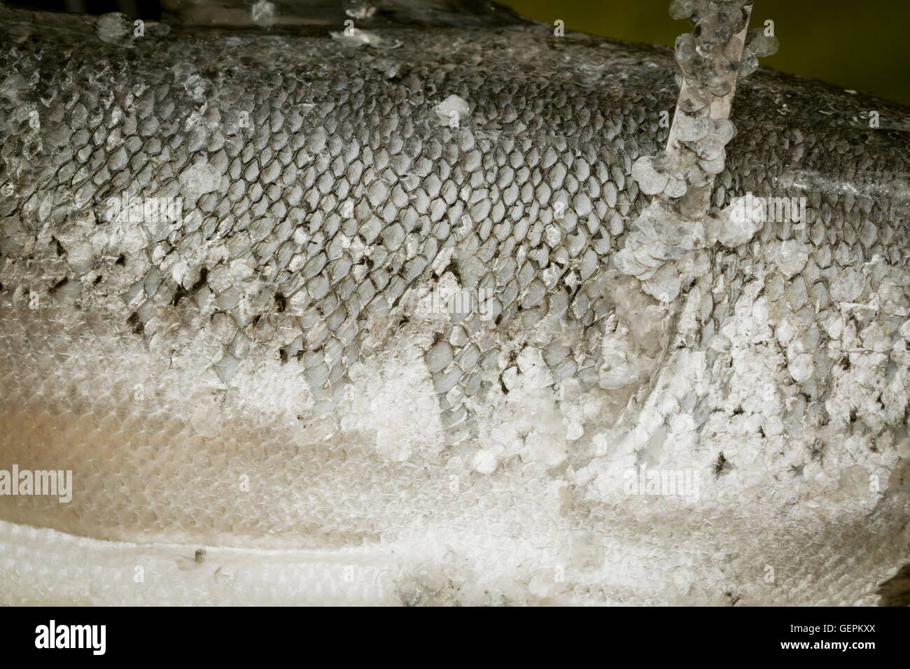 Fish scales hi-res stock photography and images - Alamy
