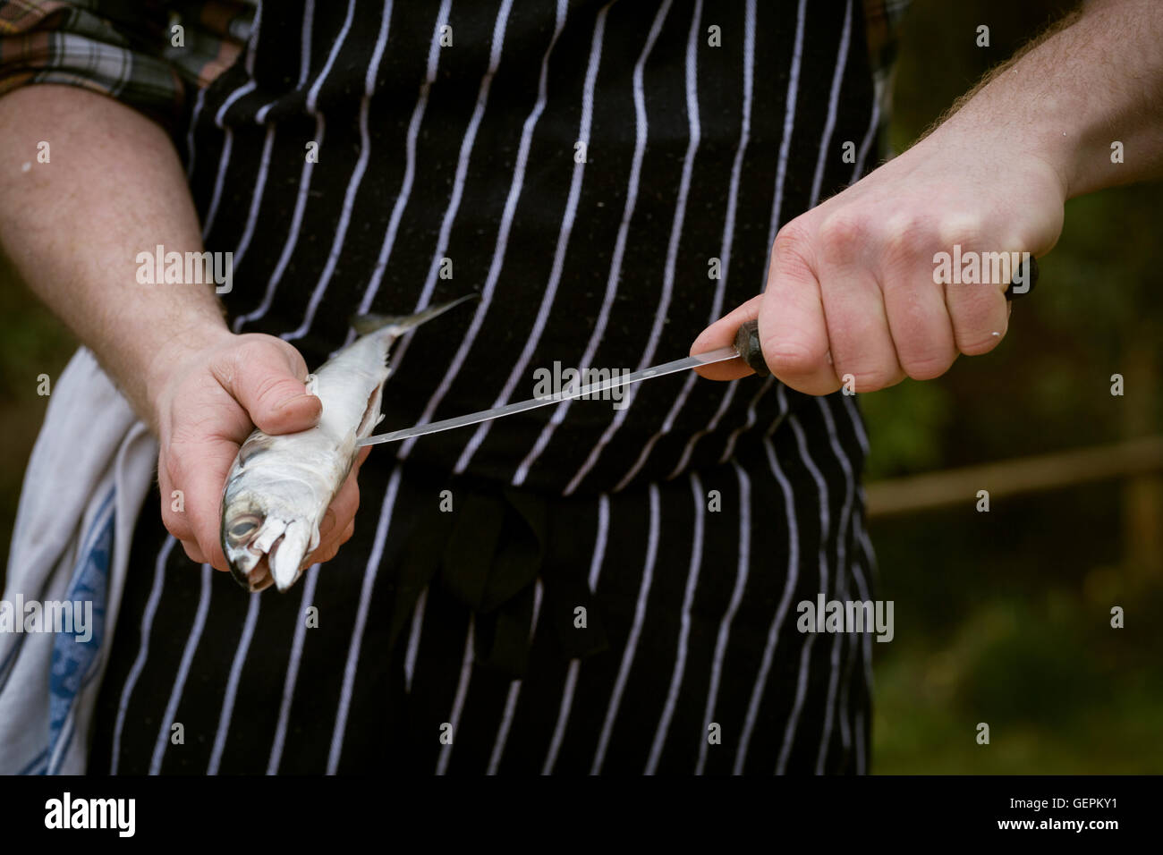 Chef filleting fish hi-res stock photography and images - Alamy