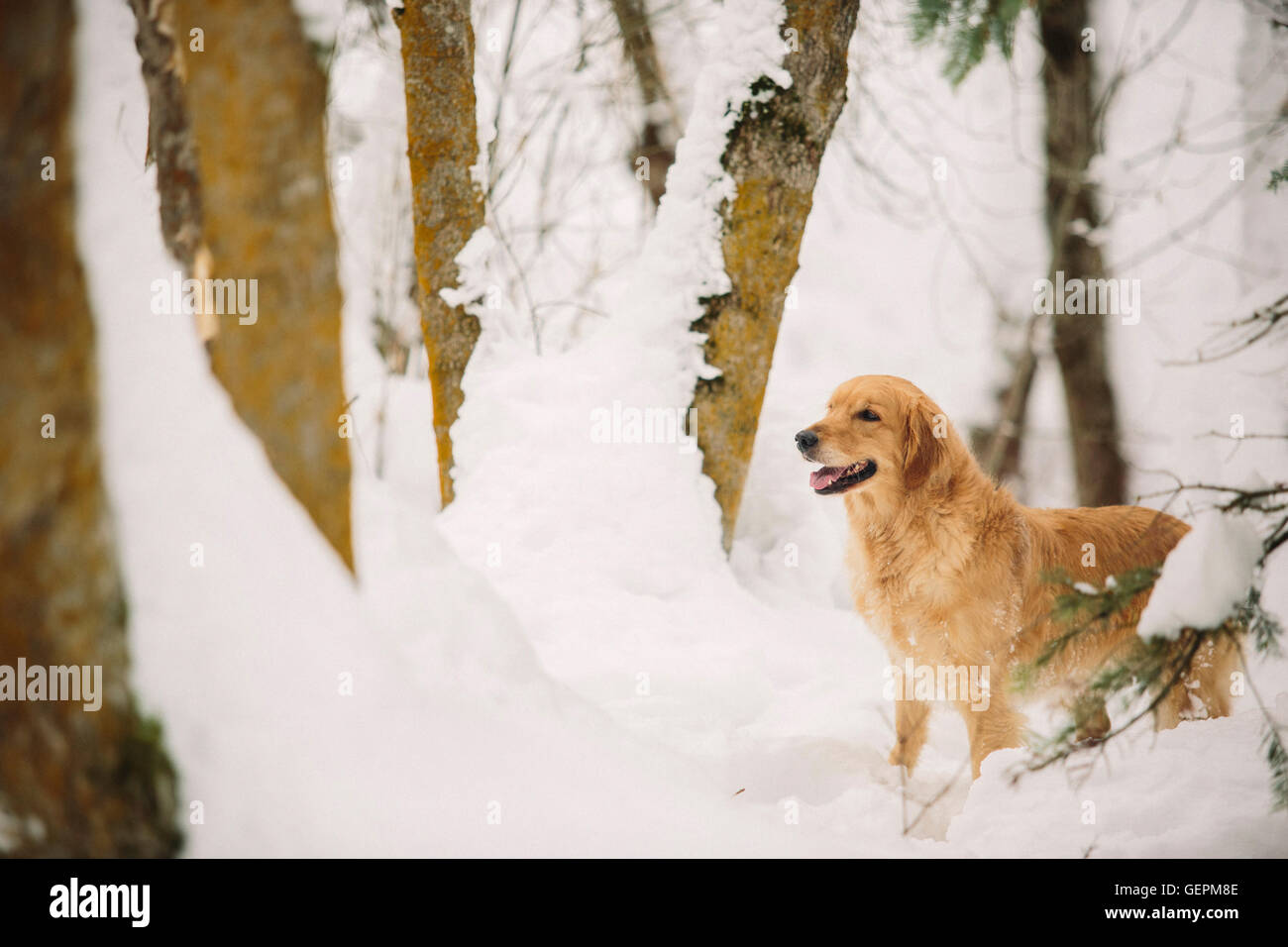 Golden retriever in the snow hi-res stock photography and images - Alamy