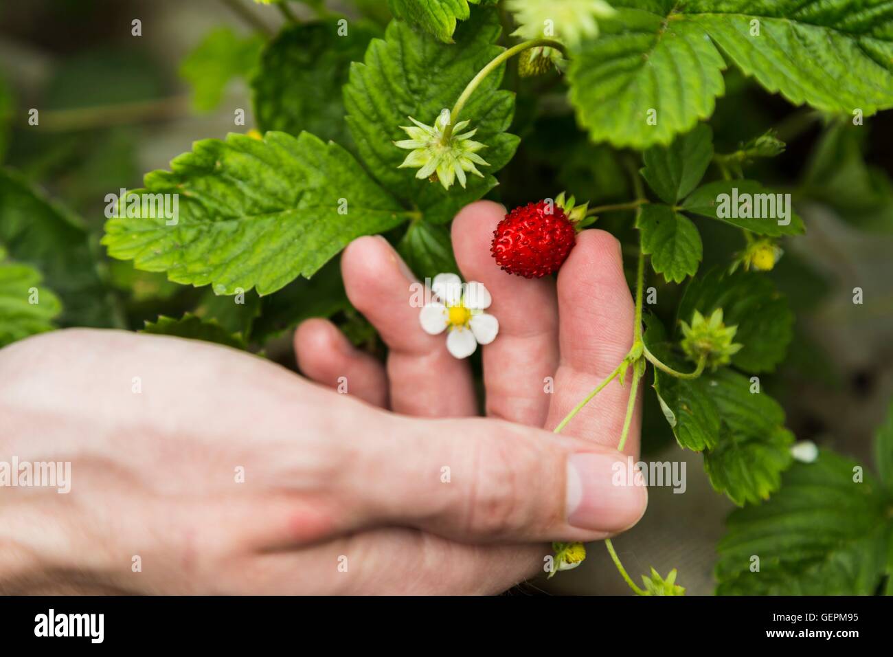 Strawberry farm picking men hi-res stock photography and images - Alamy