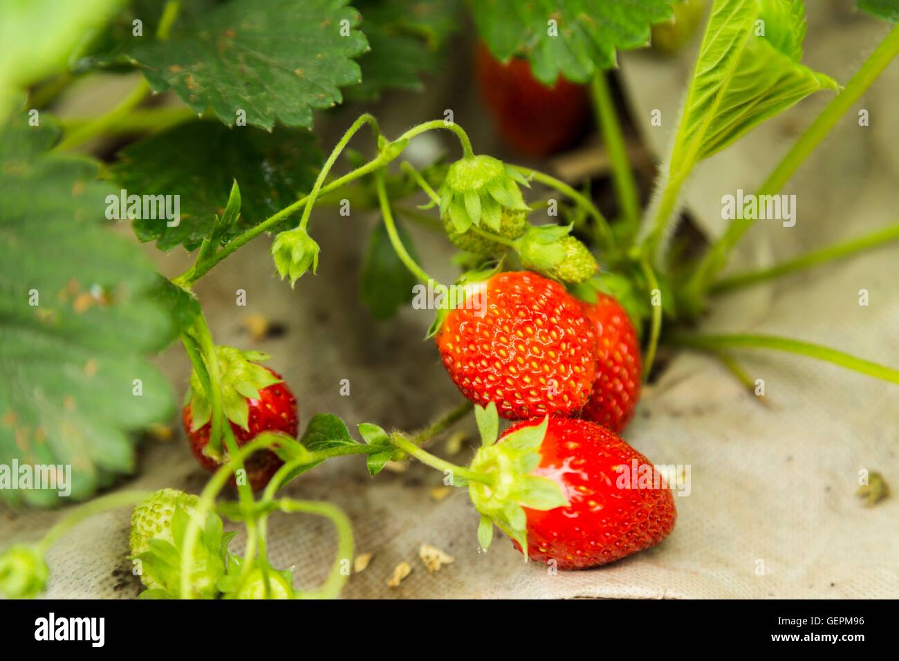Bush of red strawberry growing in a garden Stock Photo - Alamy