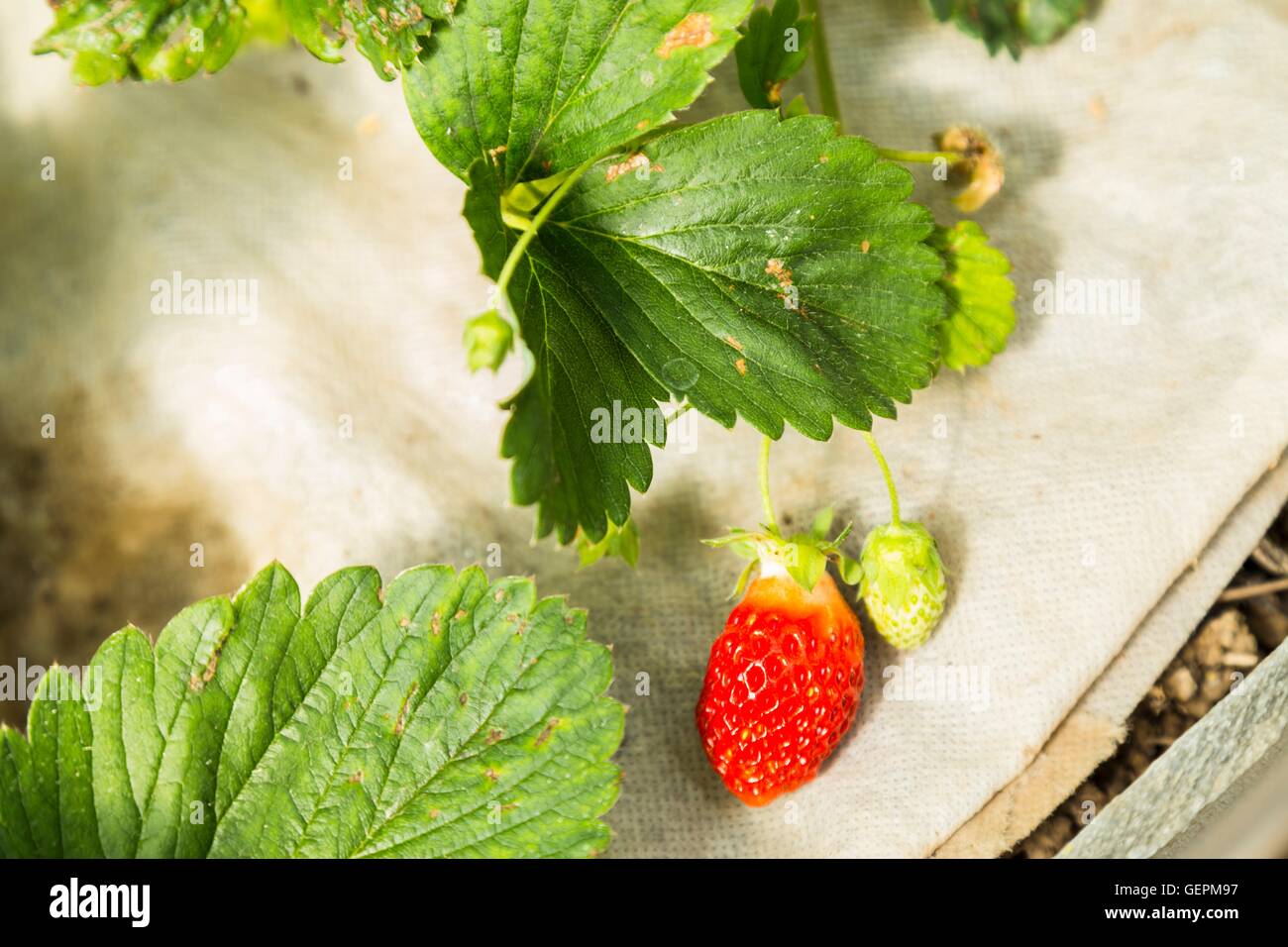 Strawberry green hi-res stock photography and images - Alamy