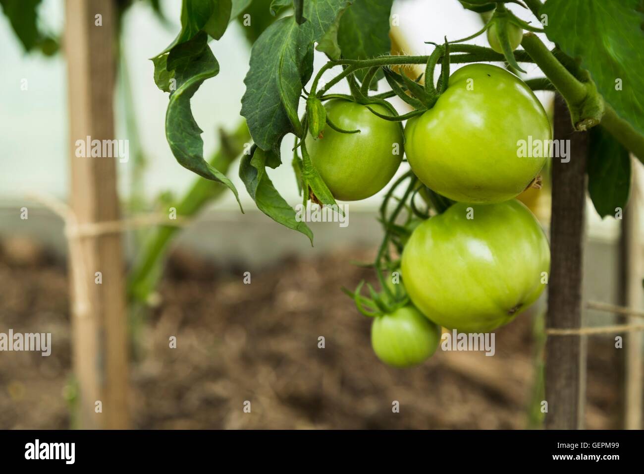 Tomato tree hi-res stock photography and images - Alamy
