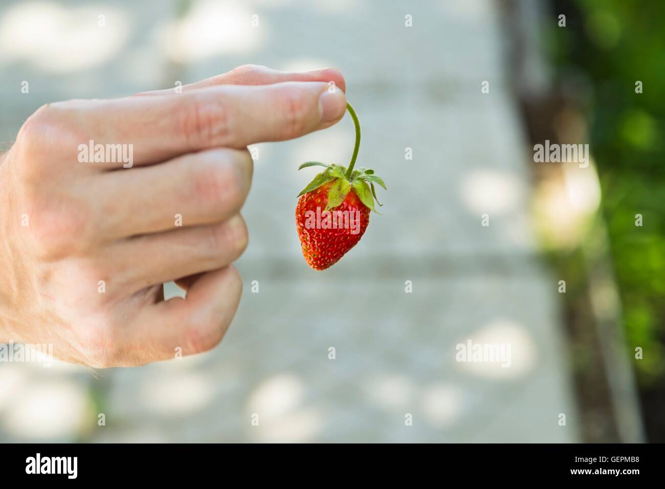 Hands holding strawberries hi-res stock photography and images - Alamy