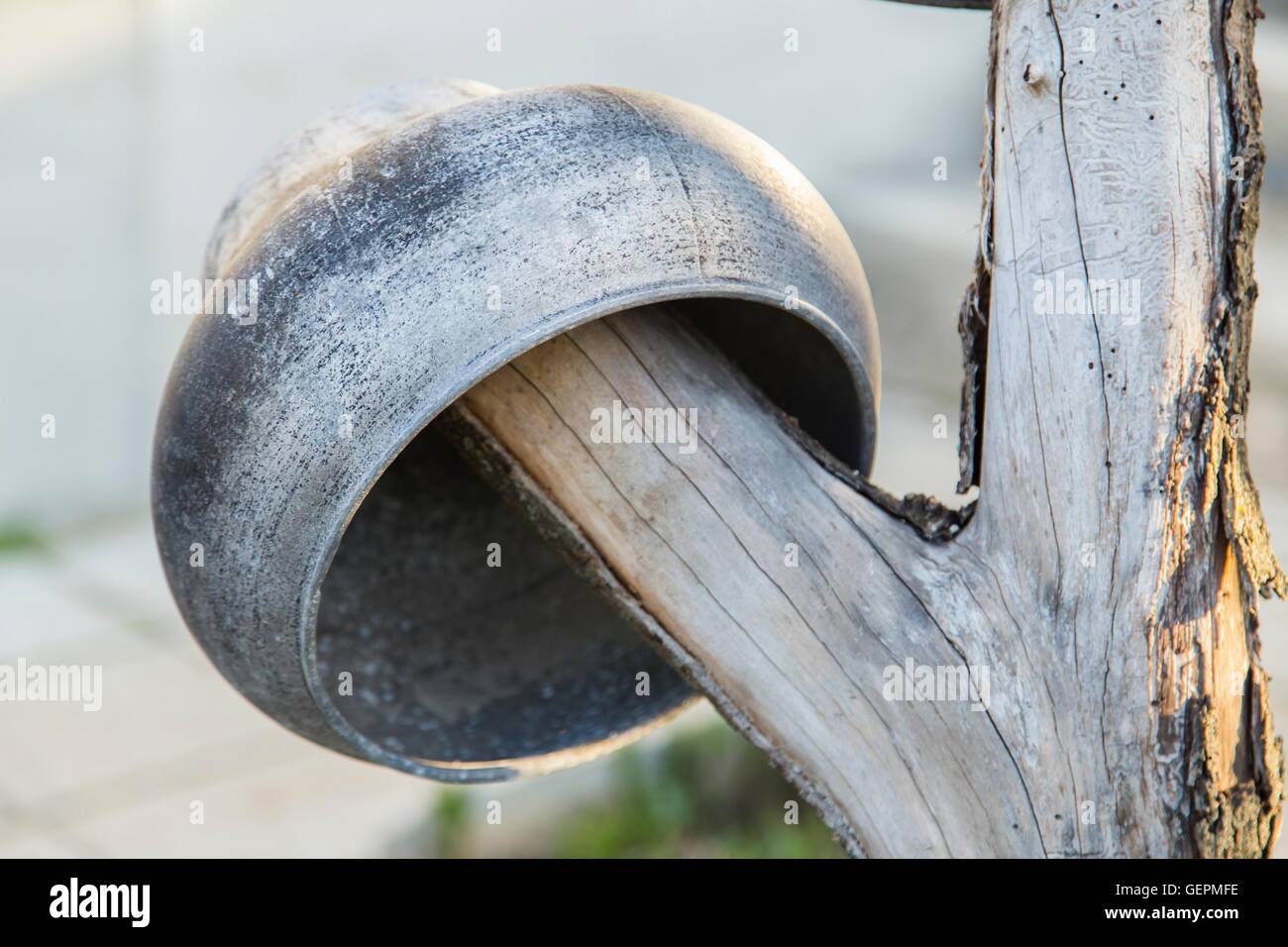Decor of cauldron on old tree Stock Photo - Alamy