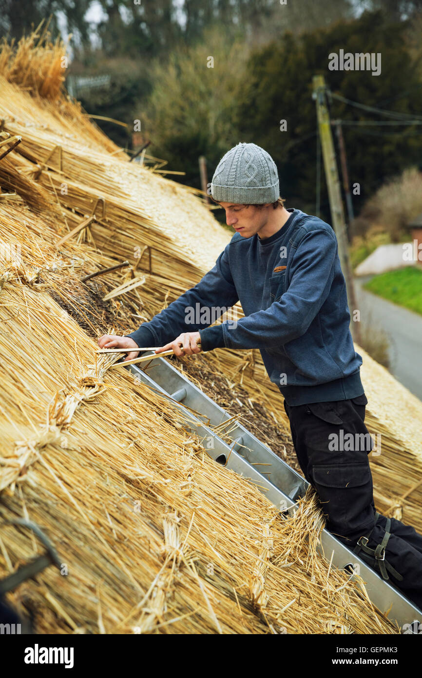 Thatcher standing on a ladder on a roof, fastening straw at a seam ...