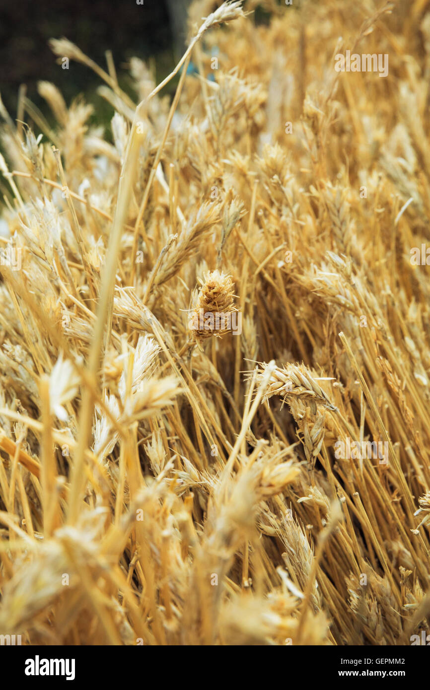 Close up of straw used for thatching a roof Stock Photo - Alamy