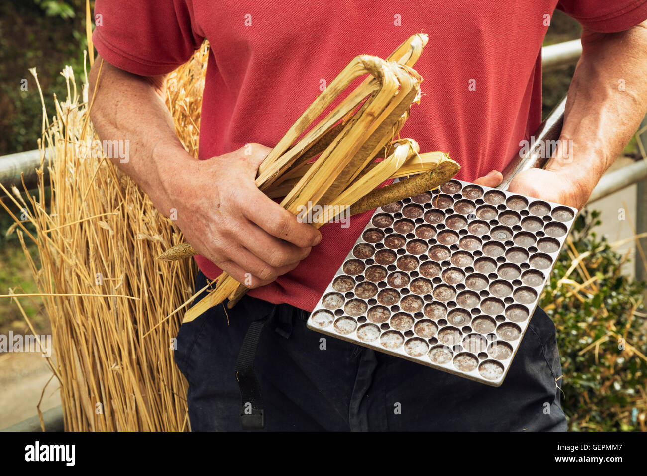 Close up of a thatcher holding a leggett and hazel wood spars Stock ...