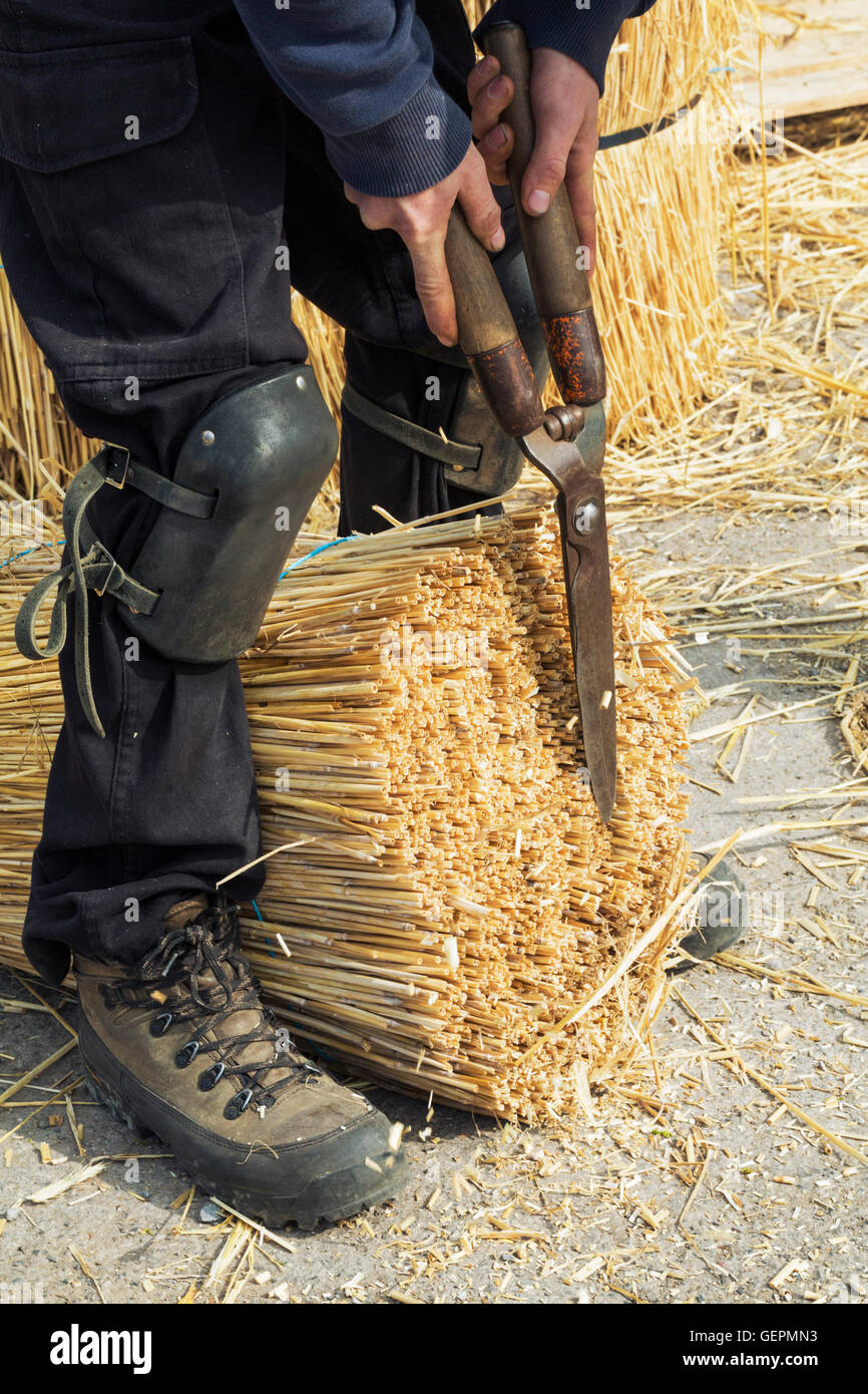 Thatcher cutting a yelm of straw with a pair of shears Stock Photo - Alamy