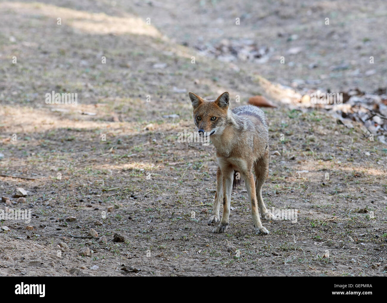 Indian jackal gujarat hi-res stock photography and images - Alamy