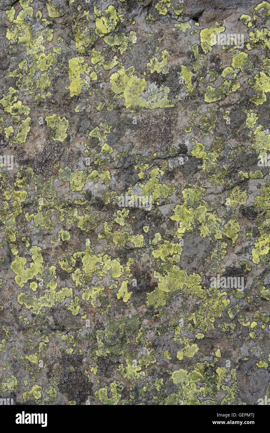 Rocks covered with algae / lichen on the Glyders mountain range in ...
