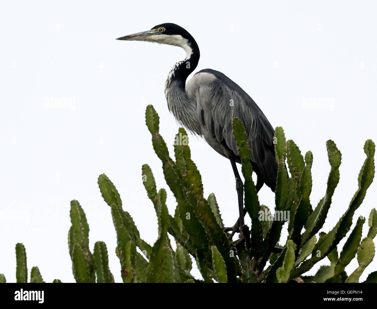 The black-headed heron (Ardea melanocephala Stock Photo - Alamy