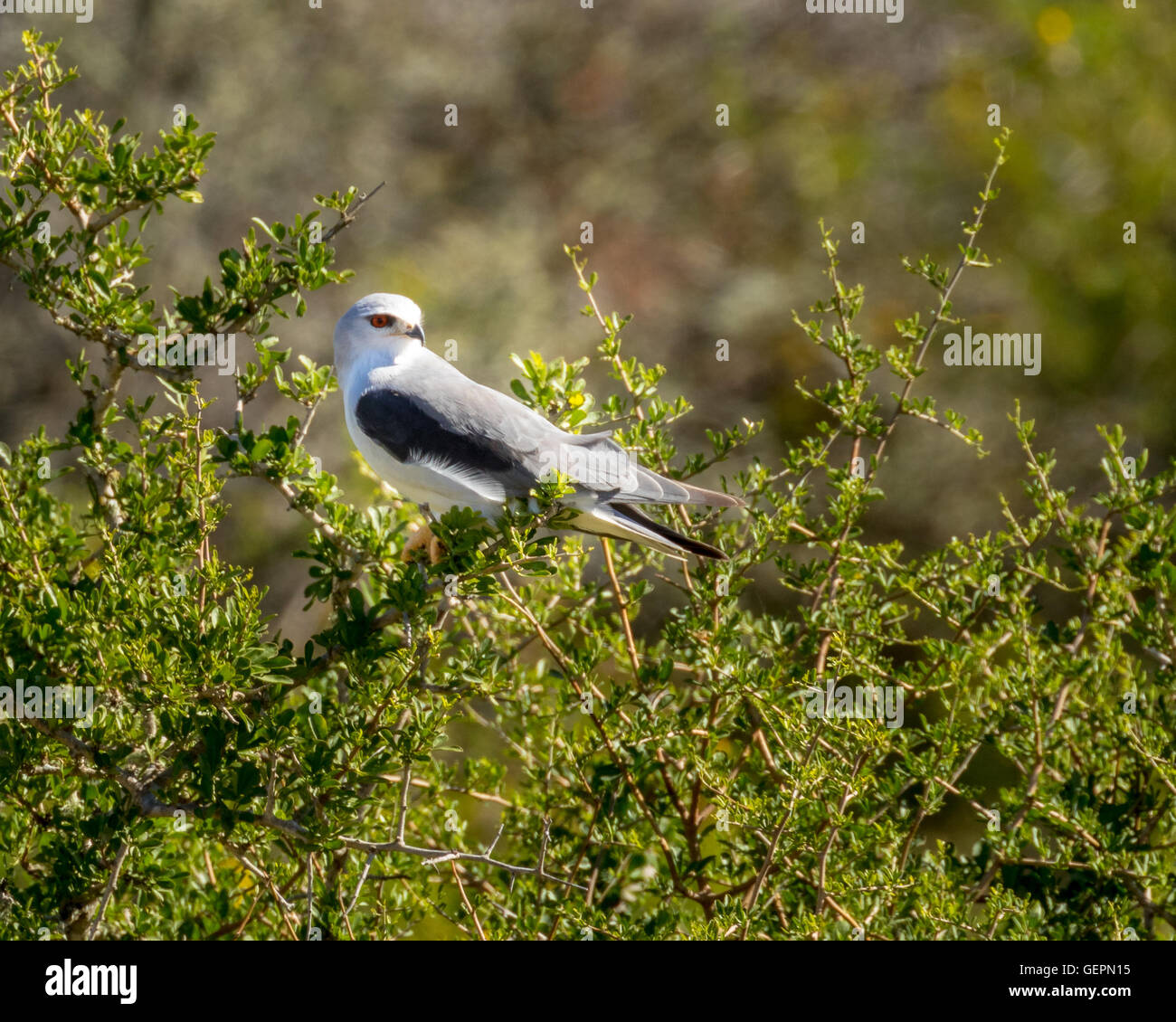 Black shouldered kite hunting hi-res stock photography and images - Alamy