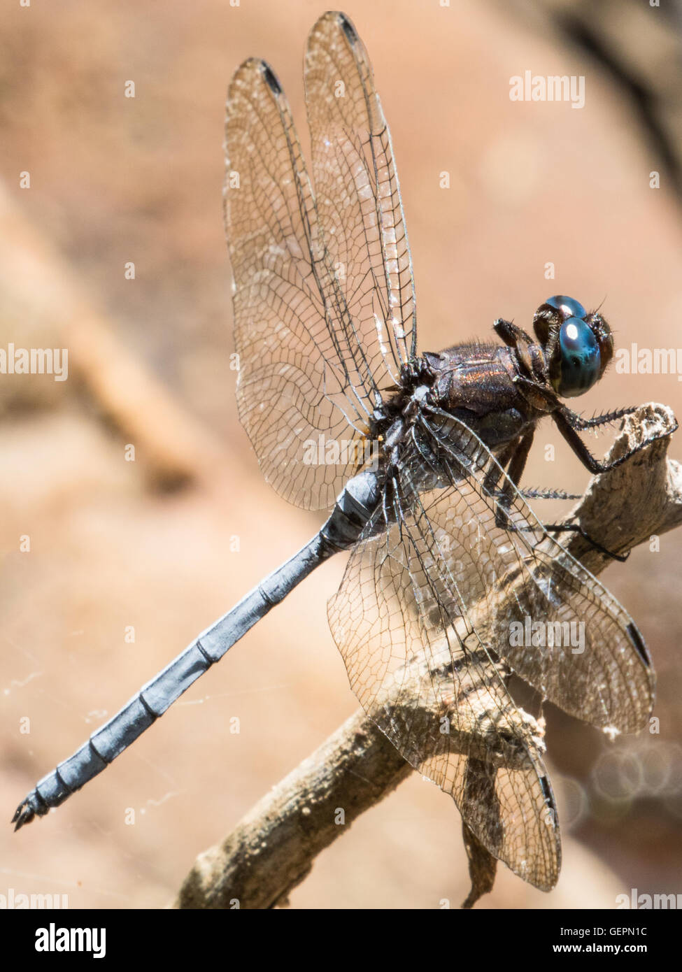 The Blue Dasher Dragonfly (Pachydiplax longipennis Stock Photo - Alamy