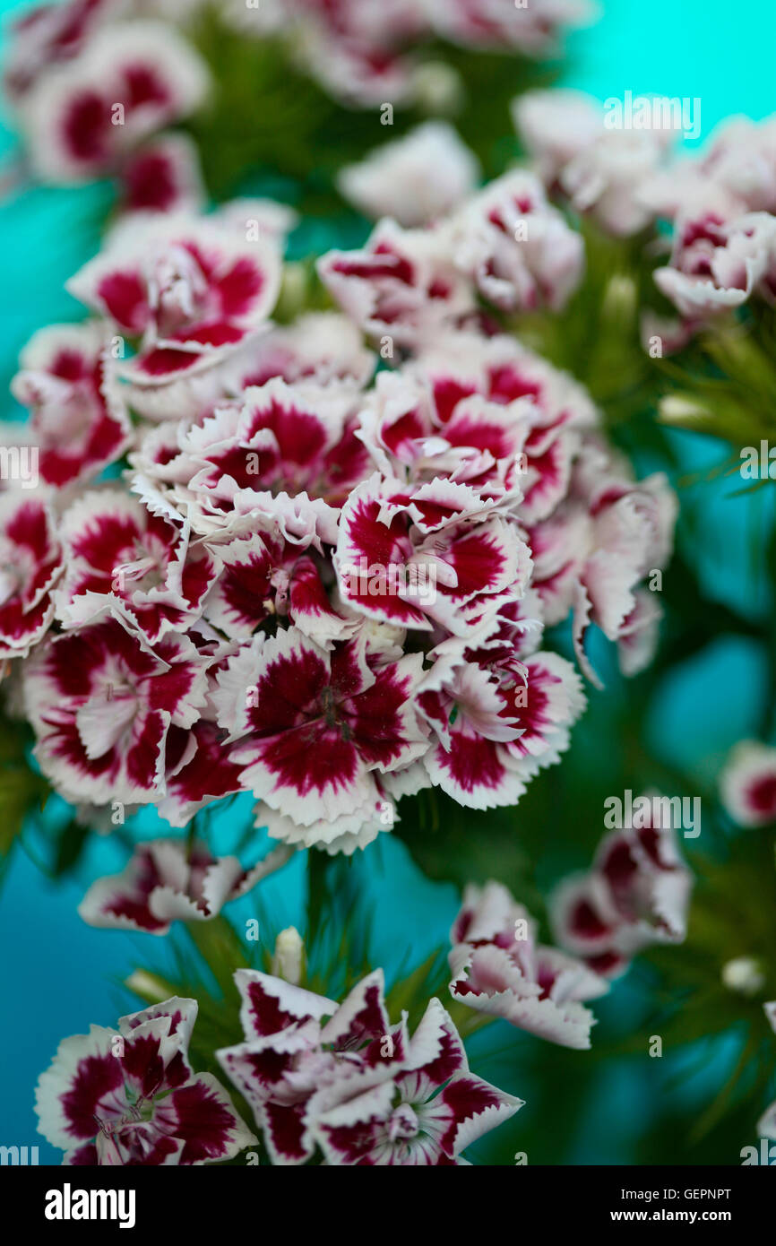 red and white sweet william stems on blue - language of flowers ...