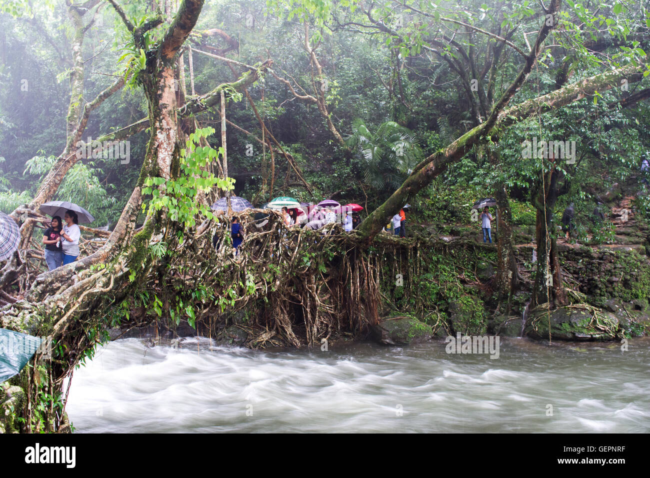 Living root bridge hi-res stock photography and images - Alamy