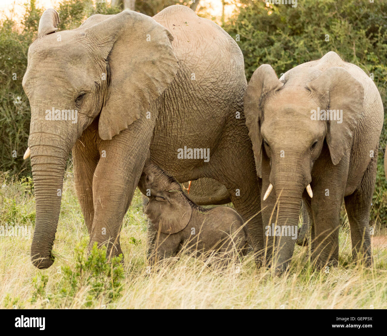 Elephant mother feeding new born baby hi-res stock photography and ...