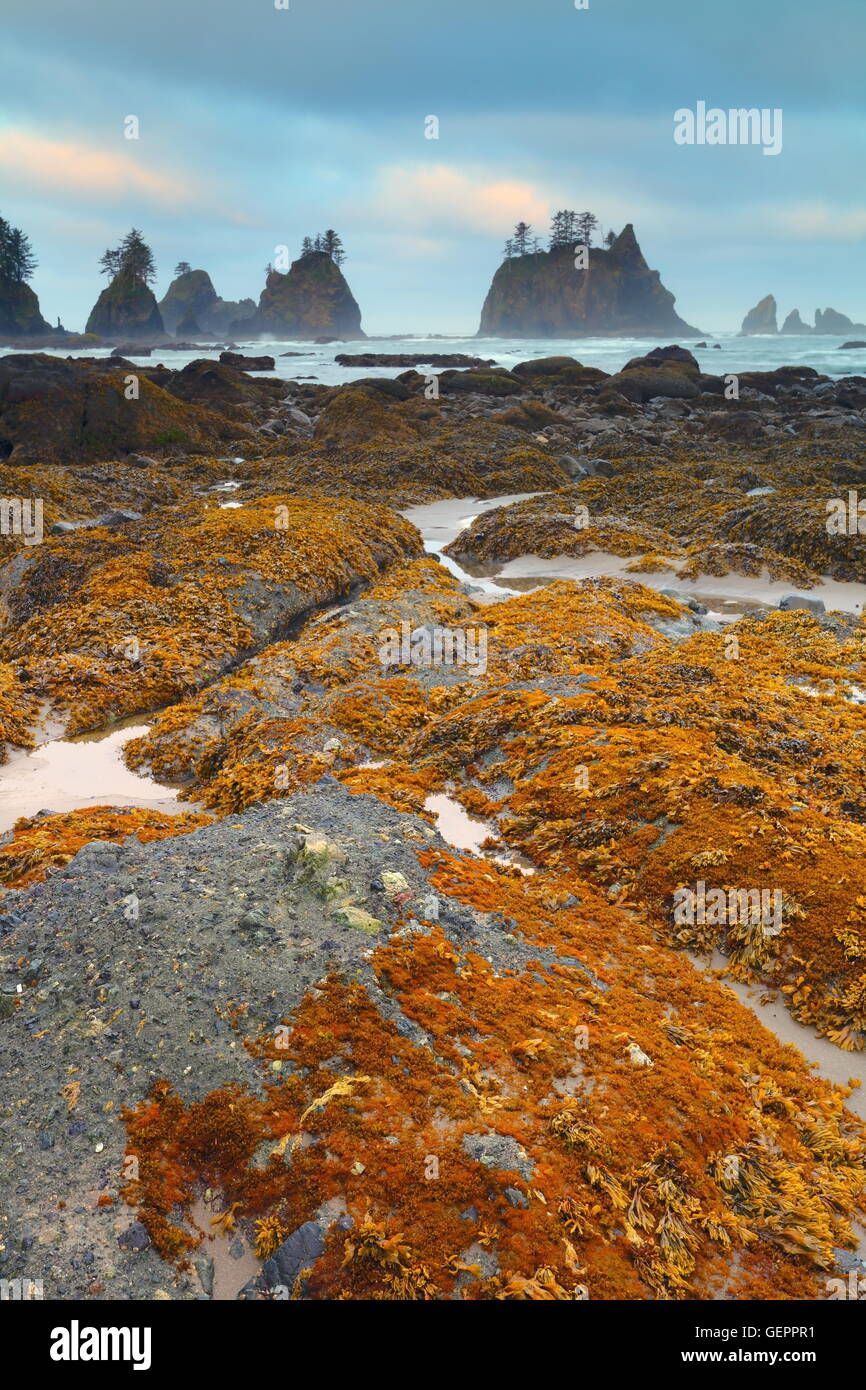 geography / travel, USA, Washington, Point of the Arches, Shi Shi Beach ...