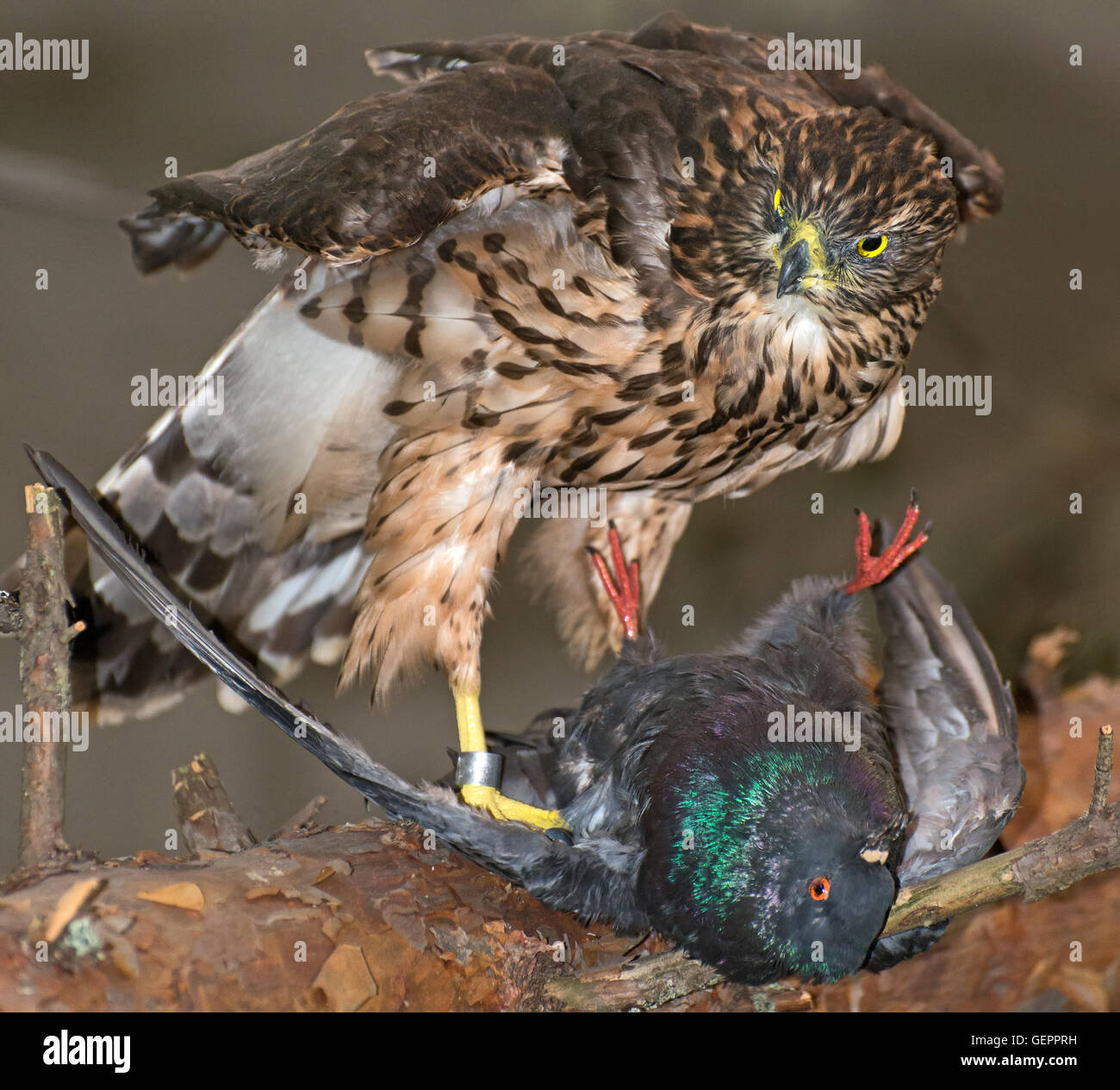Hawk and his victim on branch Stock Photo - Alamy